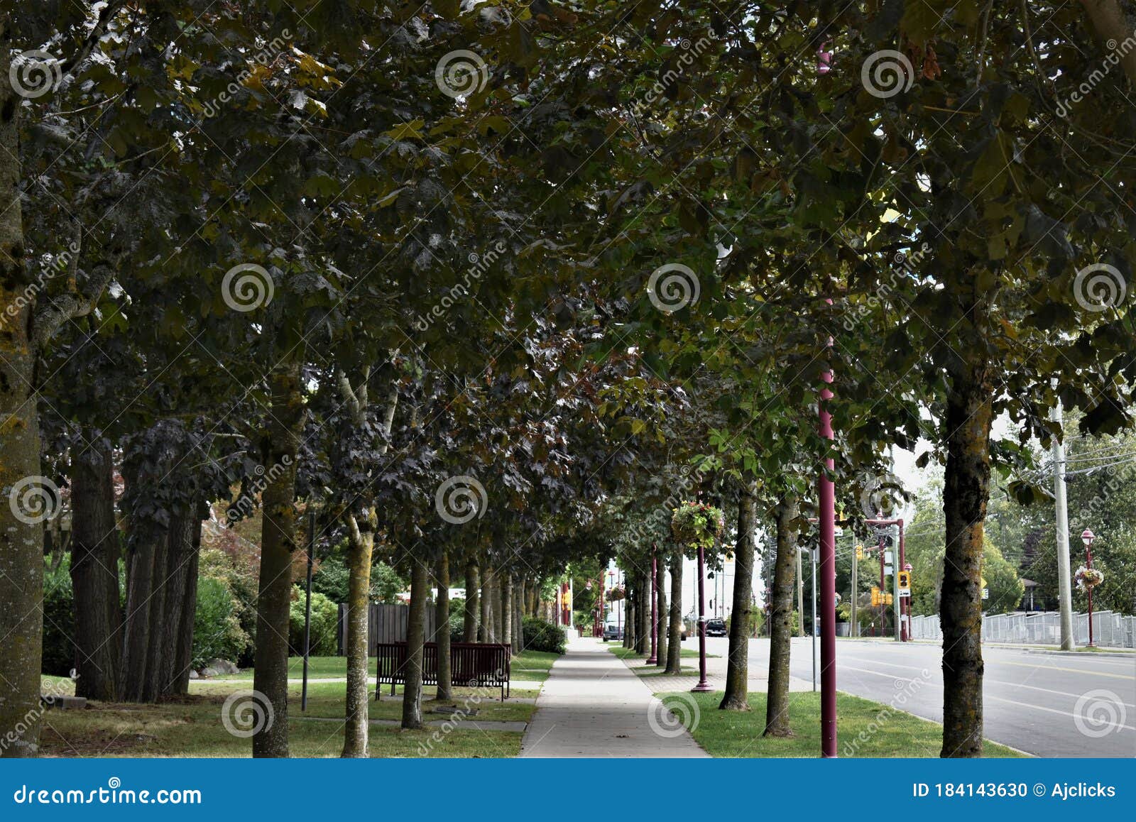 Two Rows of Trees by the Side of a Road Stock Photo - Image of road ...
