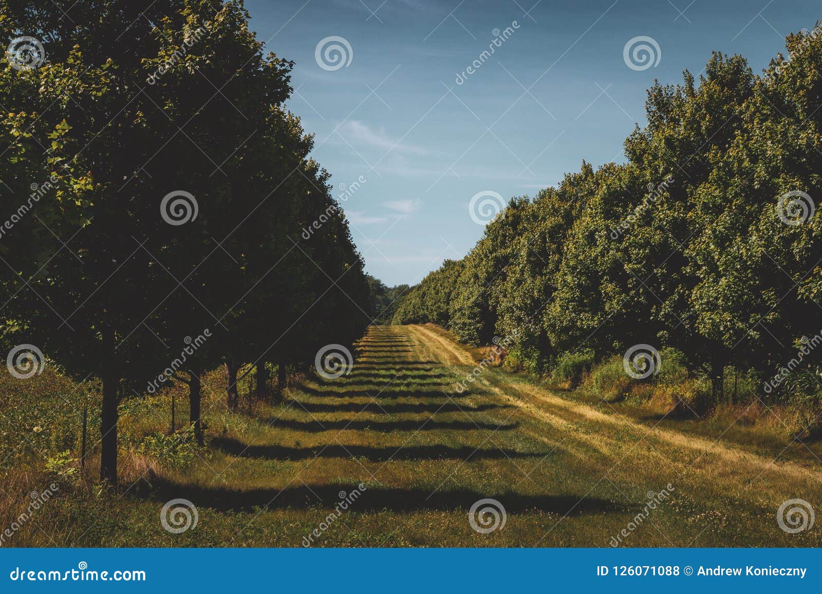 Two Rows of Trees stock photo. Image of countryside - 126071088