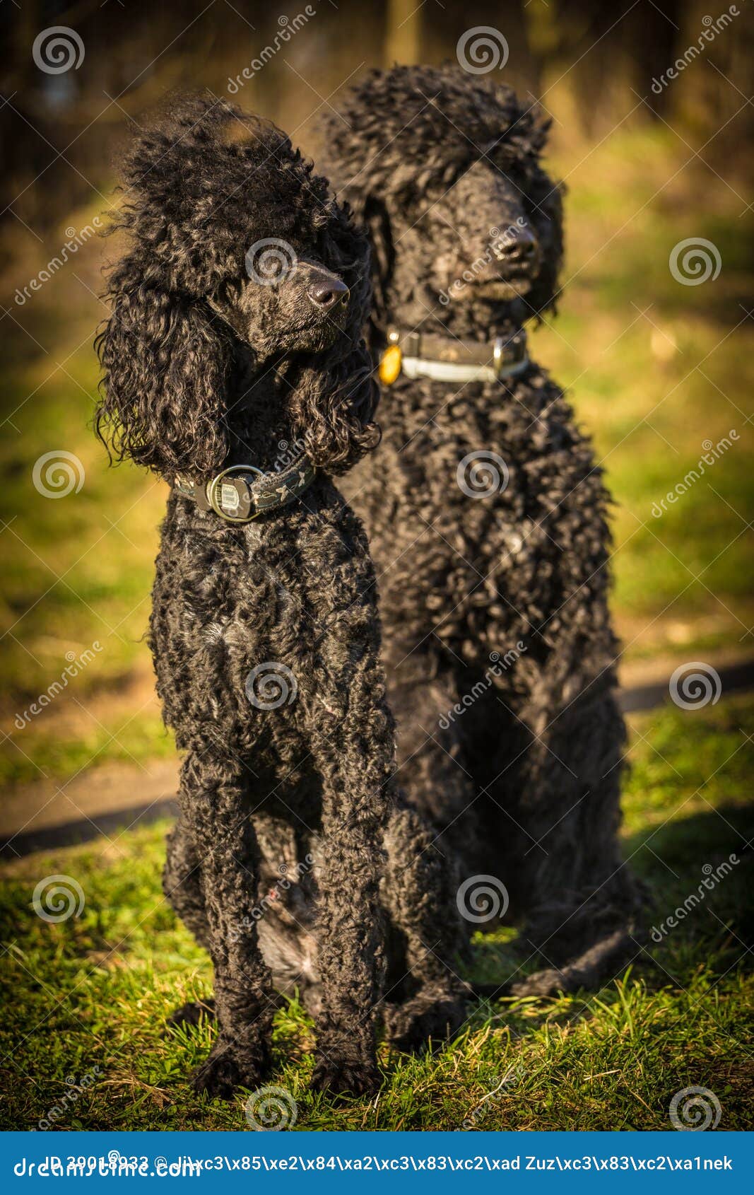 Two royal poodle dog stock image. Image of groomed, portrait - 39018933