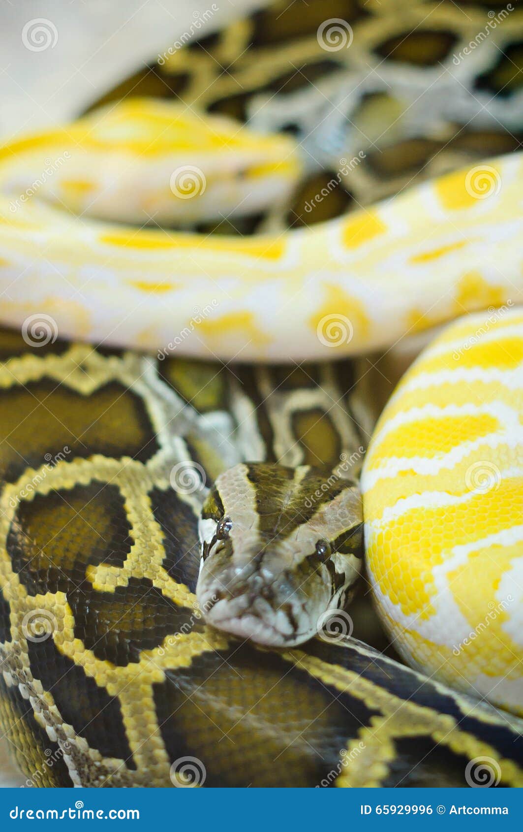Two Royal python stock photo. Image of food, white, eating - 65929996