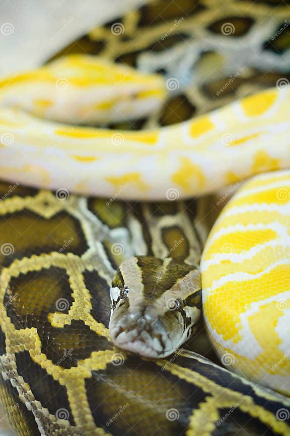 Two Royal python stock photo. Image of food, white, eating - 65929996