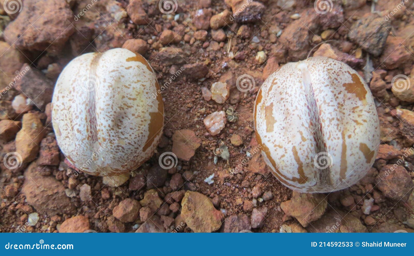 Two rubber seed stock image. Image of agriculture, latex - 214592533