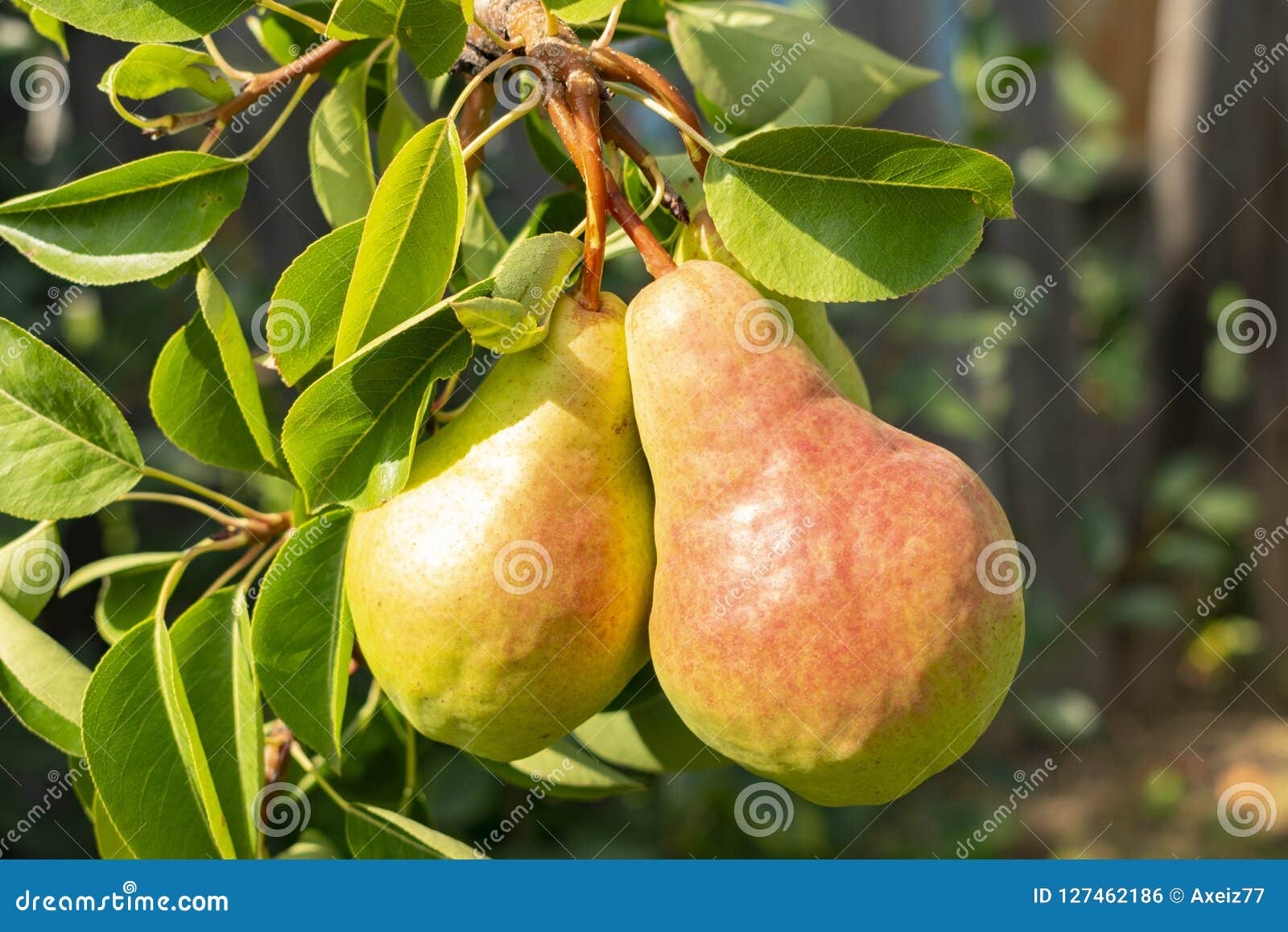 Two Ruddy Pears are Singing on a Tree Branch Stock Photo - Image of ...