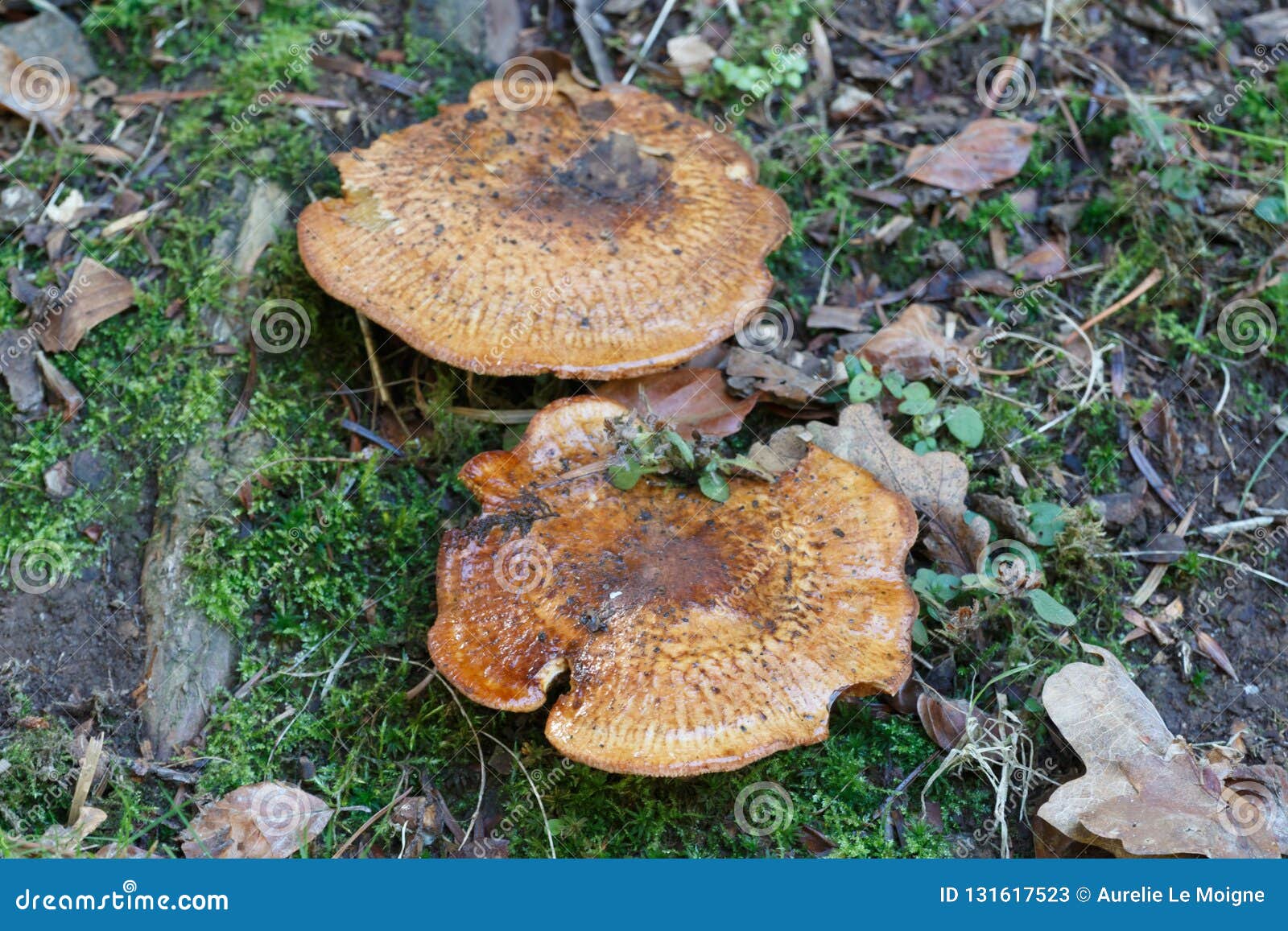 Two Rufous Milkcap Mushrooms in Grass Stock Image - Image of rufus ...