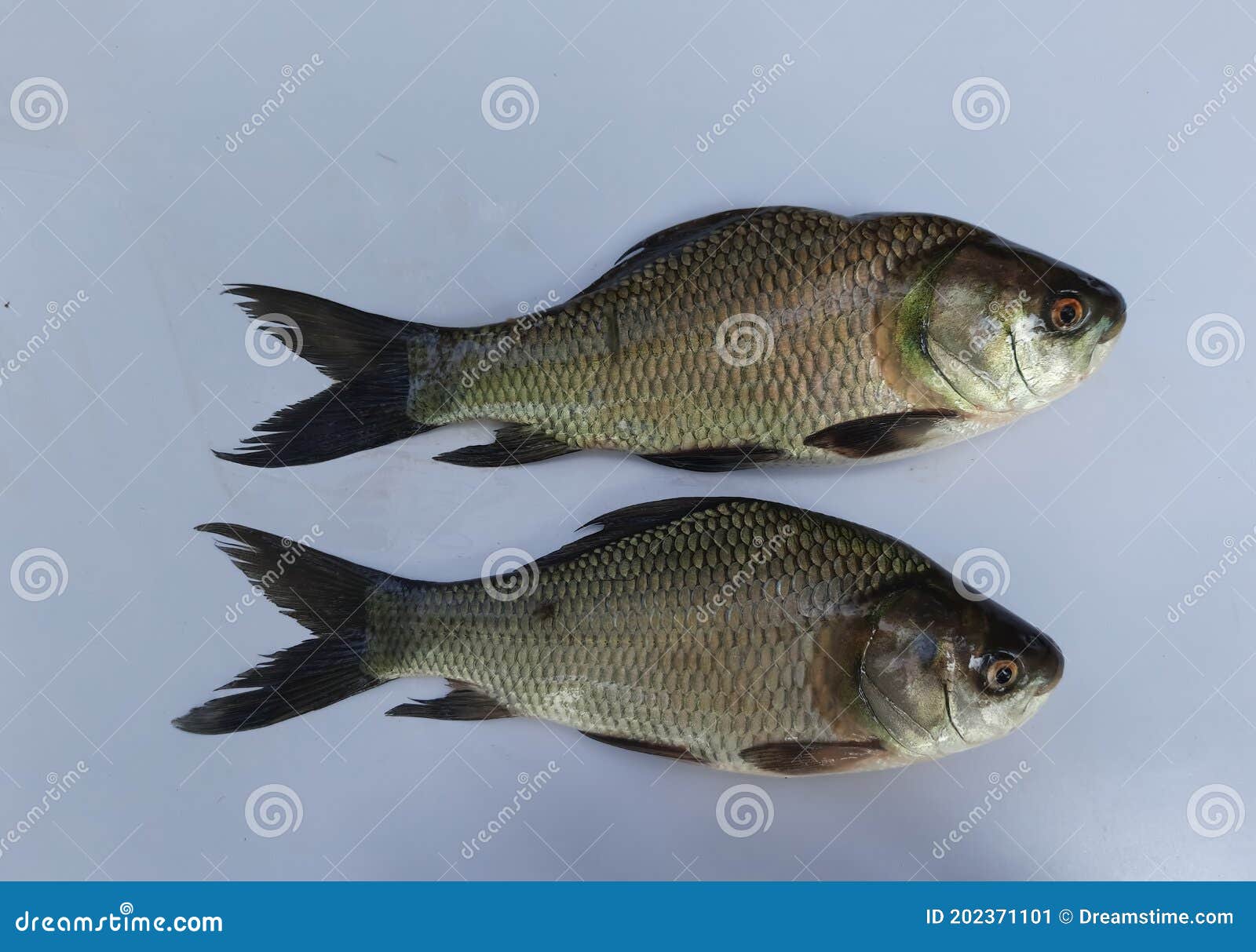 Two Rui Fish Image ,Animals Image Stock Image - Image of organism ...