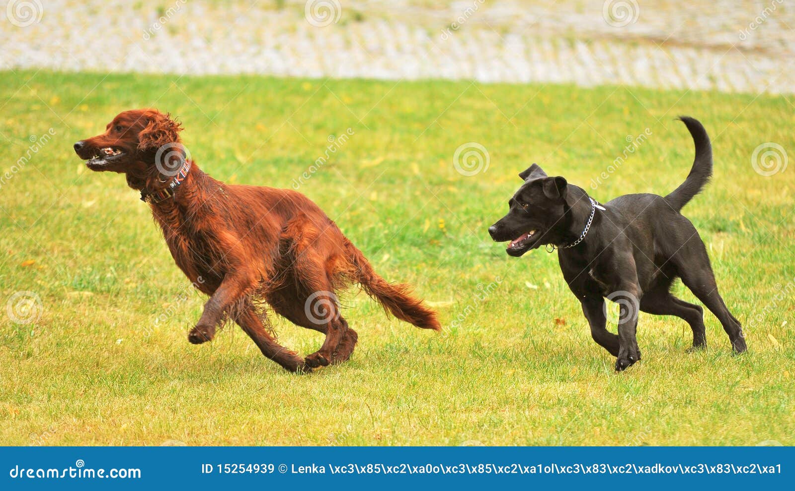 Two running dogs stock image. Image of dogs, lawn, green - 15254939