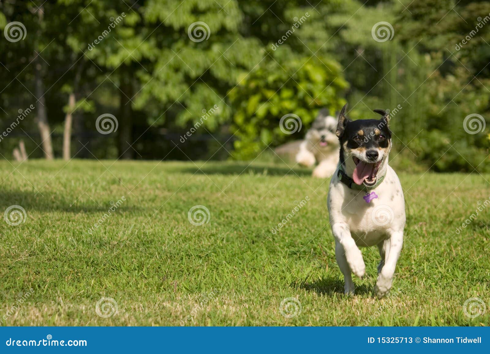 Two running dogs stock image. Image of black, happy, jumping - 15325713