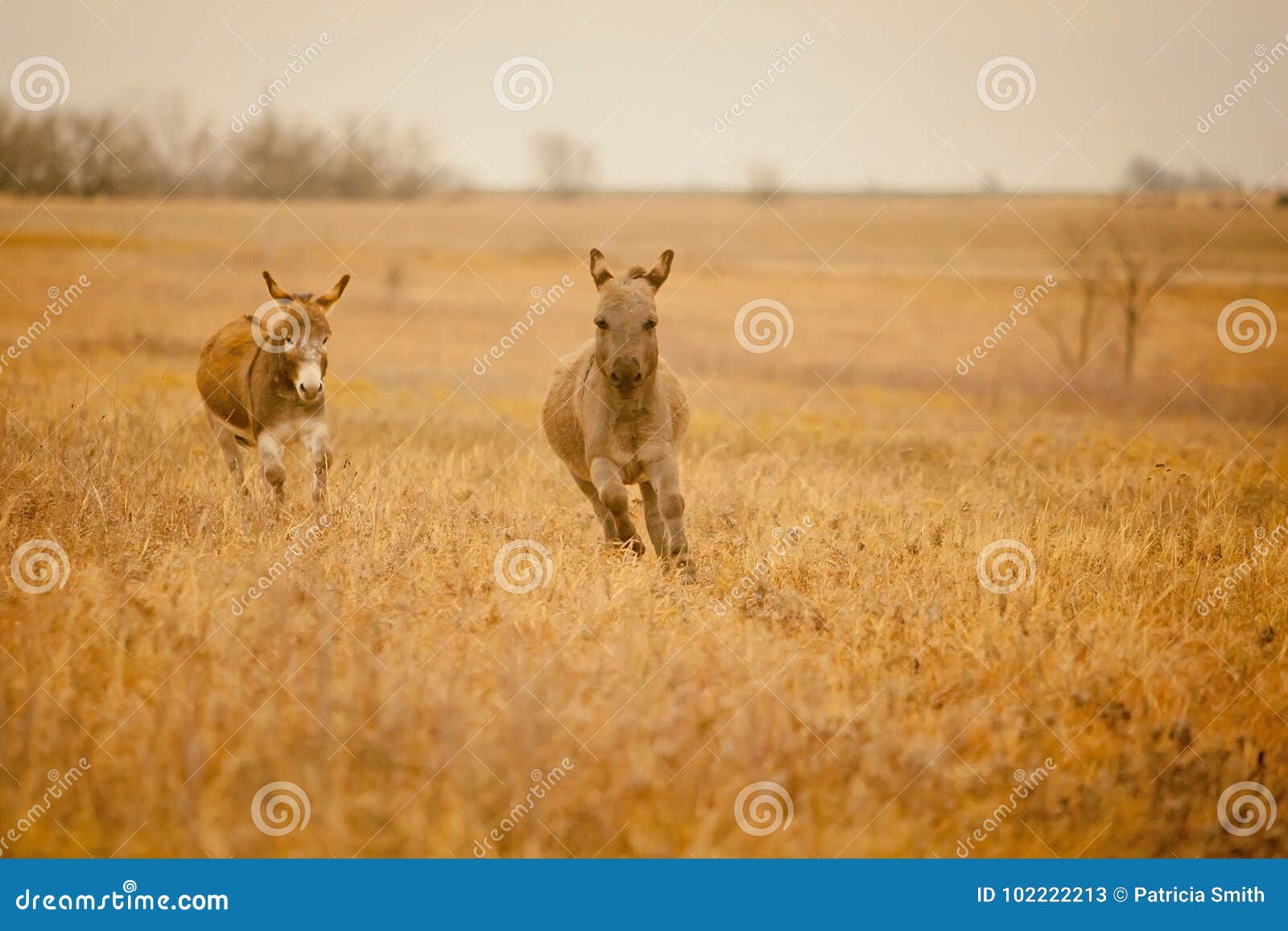 Two running donkeys stock image. Image of domesticated - 102222213