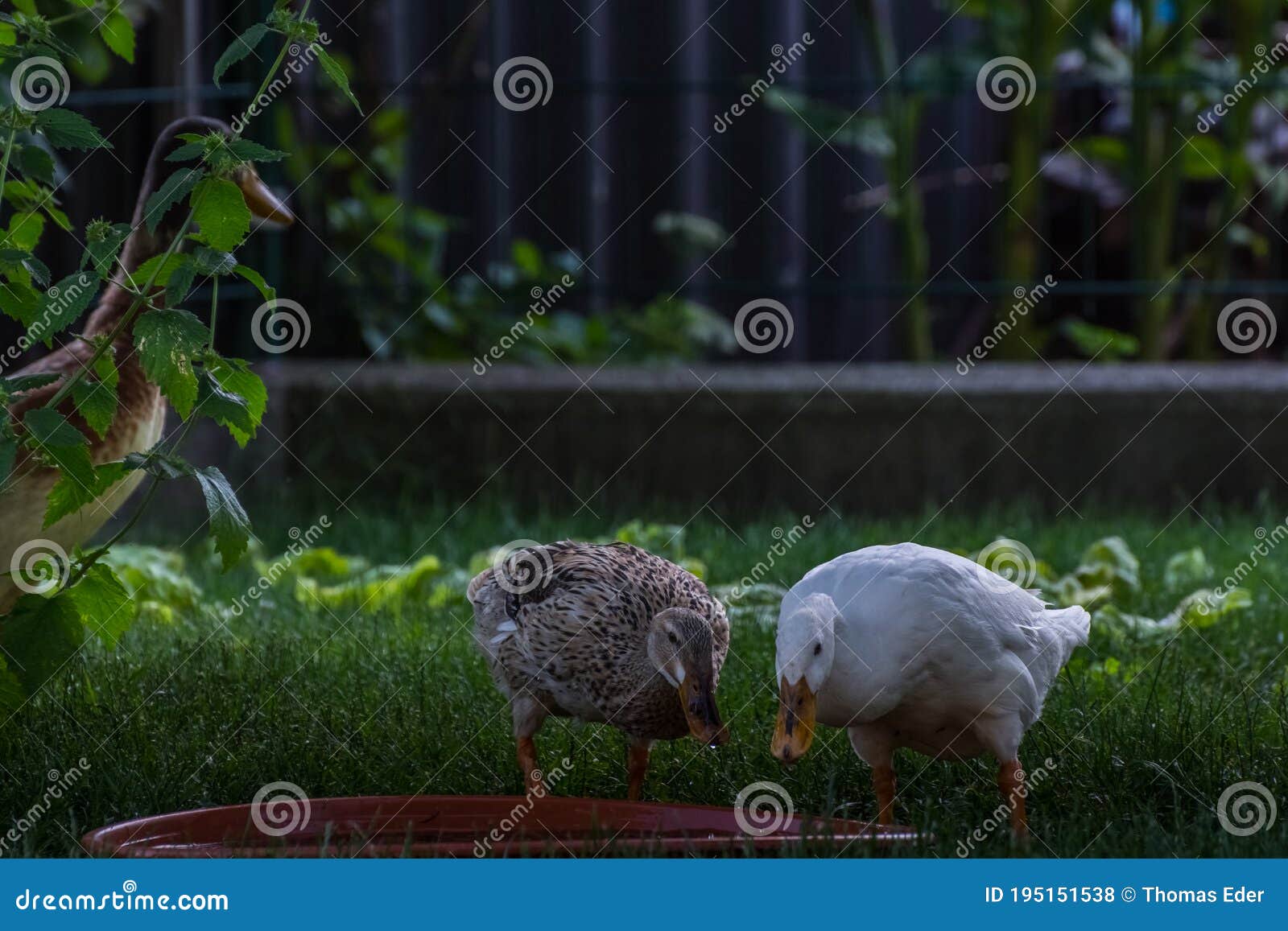 Two Running Ducks Drinks from Water Stock Photo - Image of duck, nature ...
