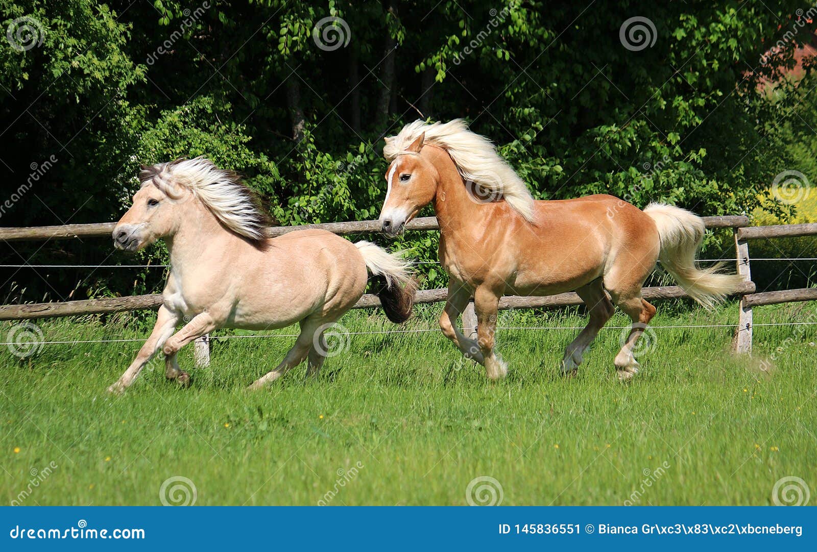 Two Beautiful Horses are Running on the Paddock in the Sunshine Stock ...