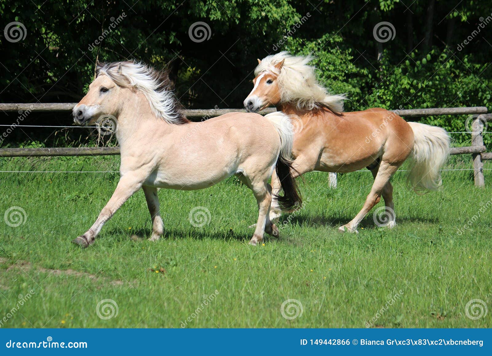 Two Beautiful Horses are Running on the Paddock in the Sunshine Stock ...