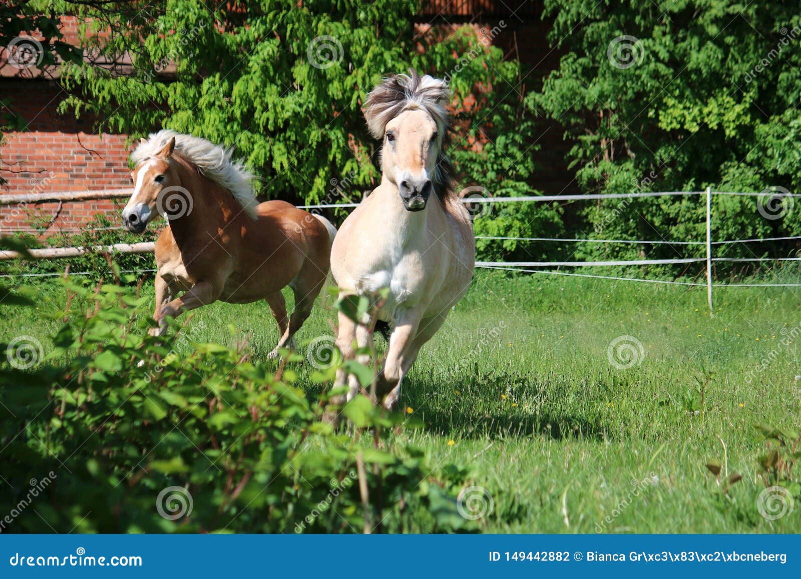 Two Beautiful Horses are Running on the Paddock in the Sunshine Stock ...