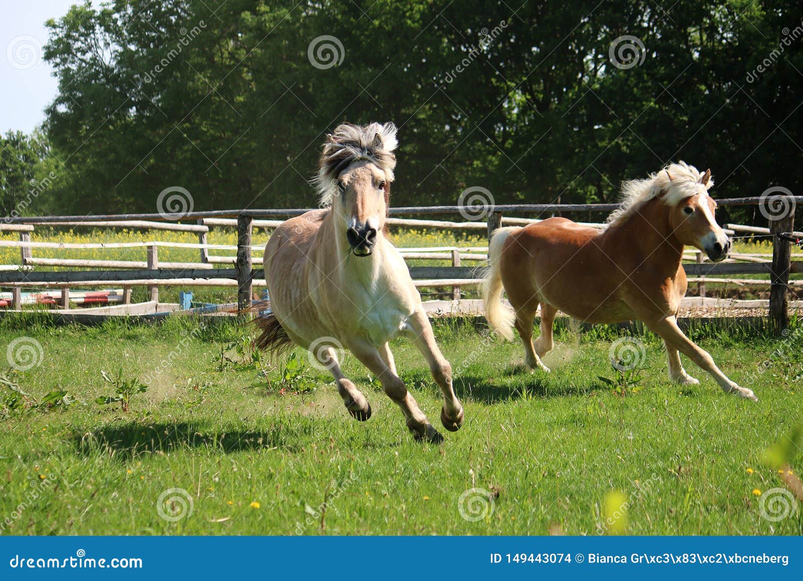Two Beautiful Horses Are Running On The Paddock In The Sunshine Stock ...