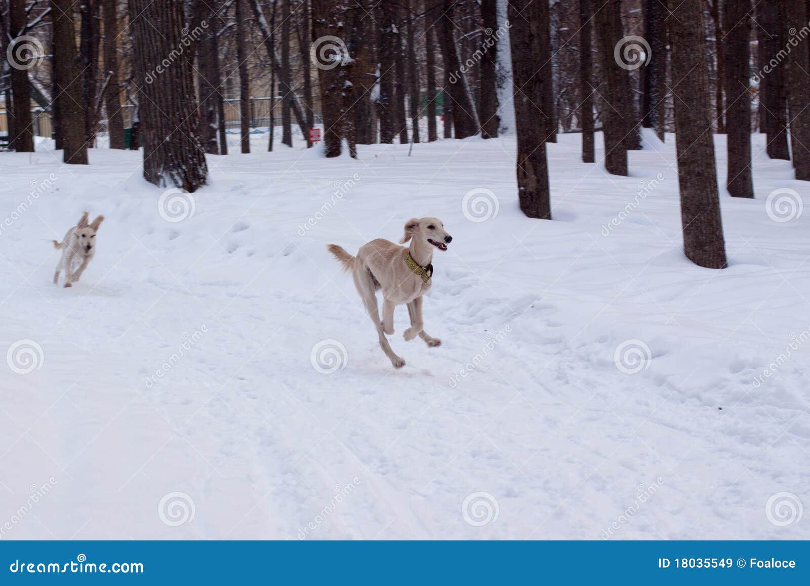 Two running hounds stock image. Image of play, outdoor - 18035549