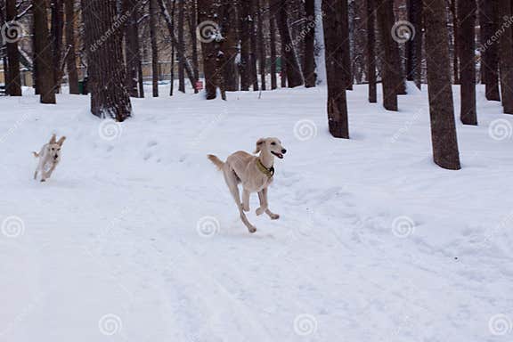 Two running hounds stock image. Image of play, outdoor - 18035549