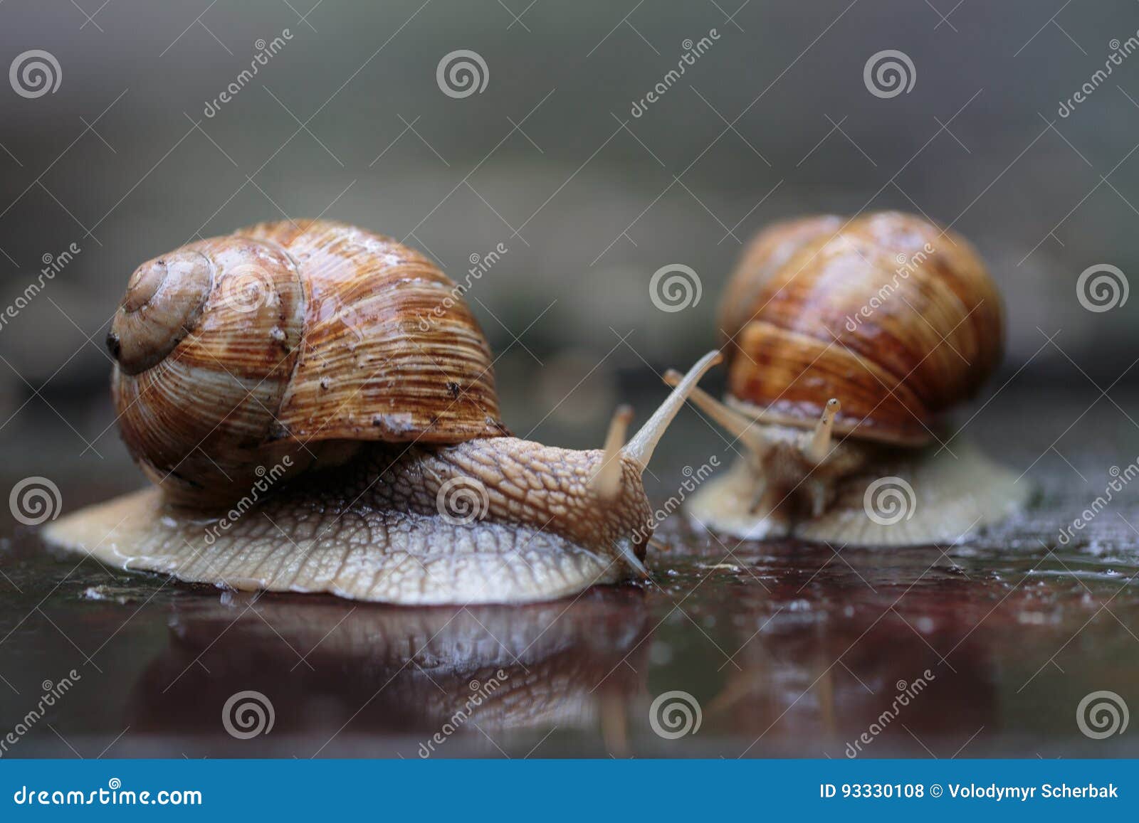 Two Running Snails - Look Like they Were Chasing Stock Photo - Image of ...