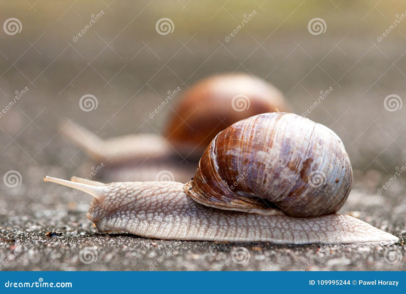 Two running snails 1 stock photo. Image of snails, action - 109995244