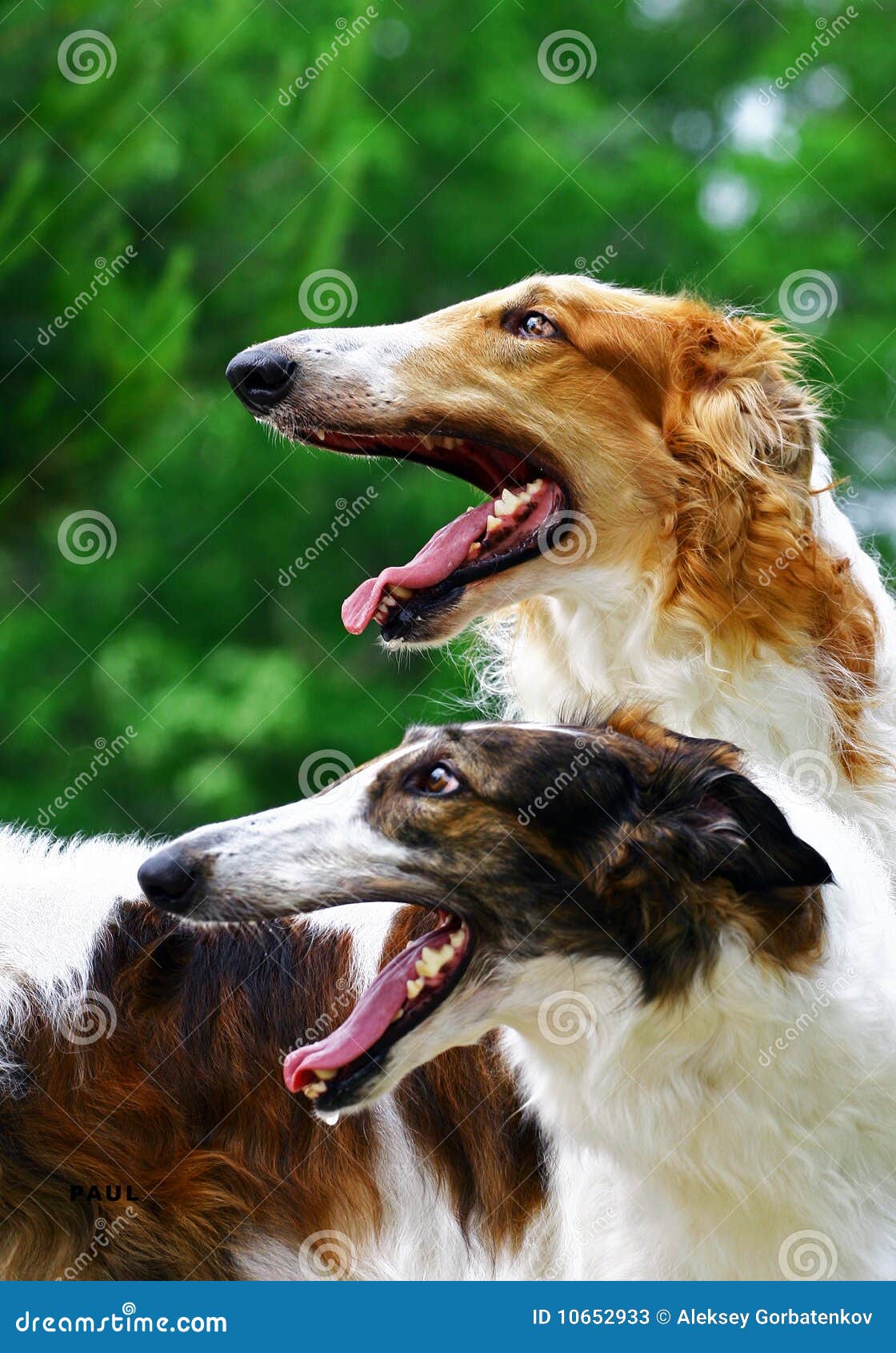 Russian Wolfhounds Stock Image | CartoonDealer.com #34407313