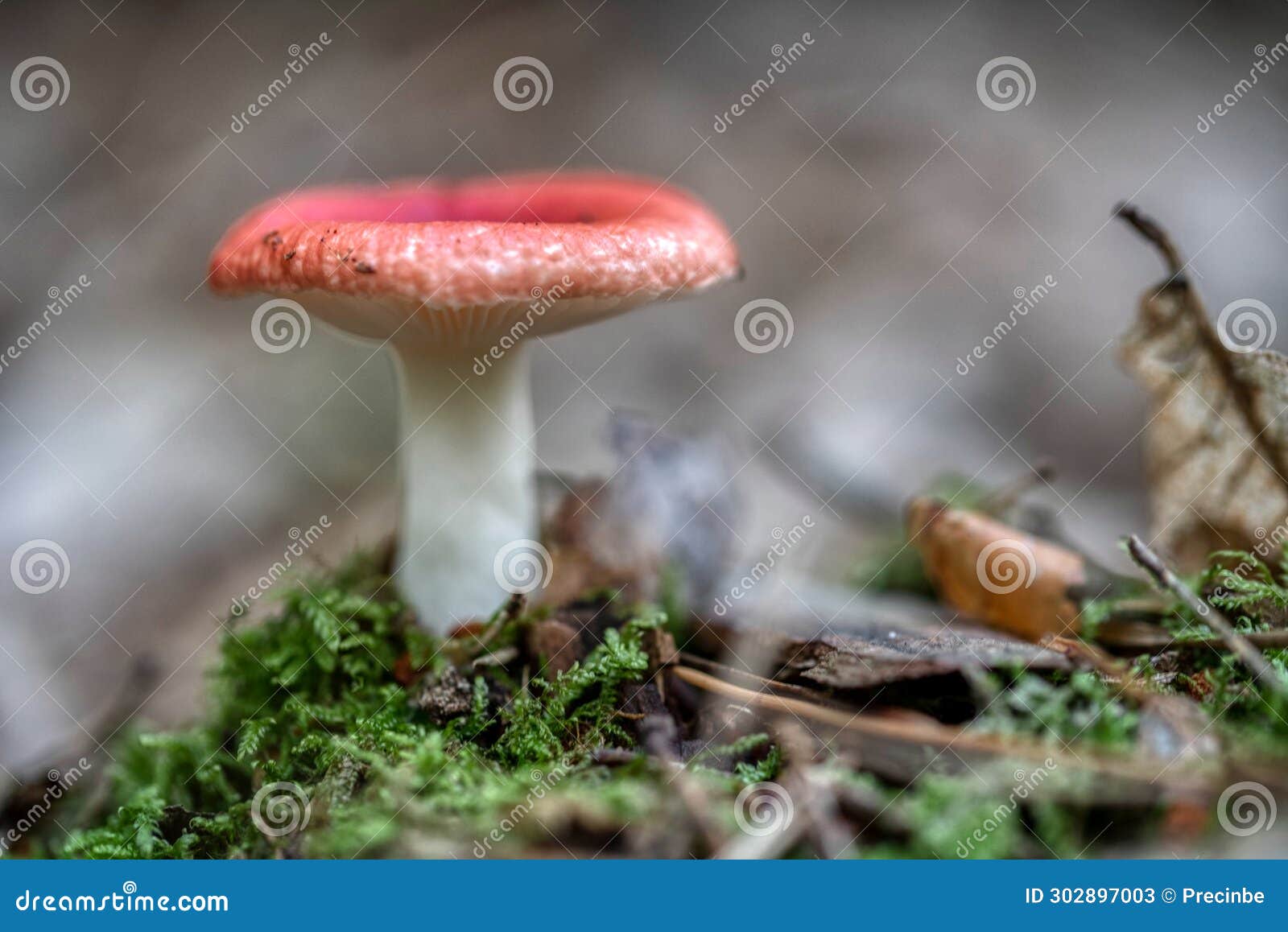 Russula Rosea. Rosy Russula Mushroom Is Edible Wild Fungus. Pink ...