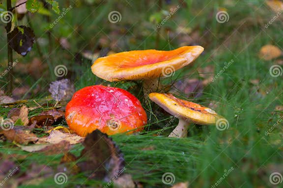Two Russulas and One Toadstool Stock Image - Image of russulas, nature ...