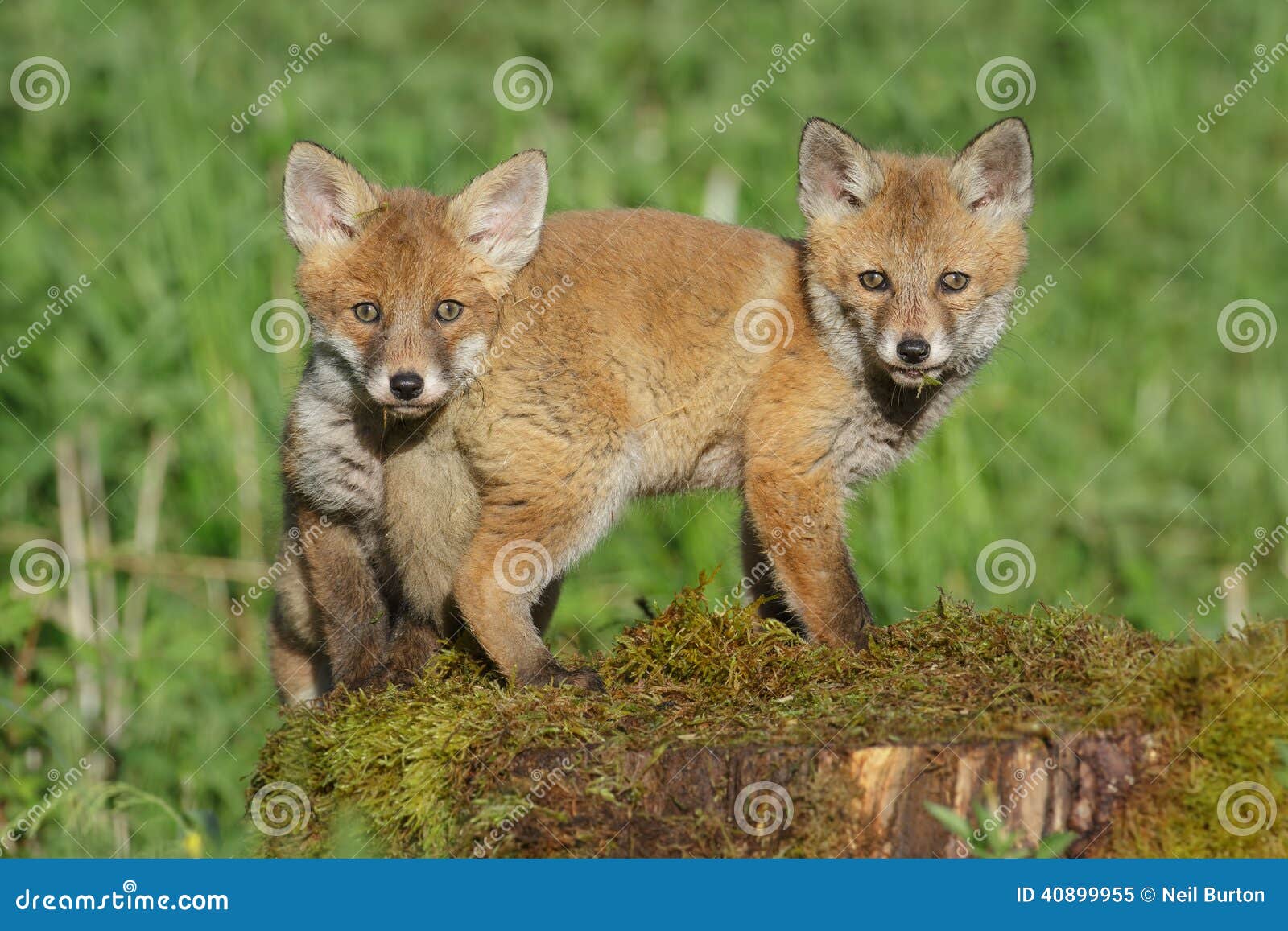 Two S a Crowd, Foxes on a Tree Stump Stock Image - Image of wildlife ...