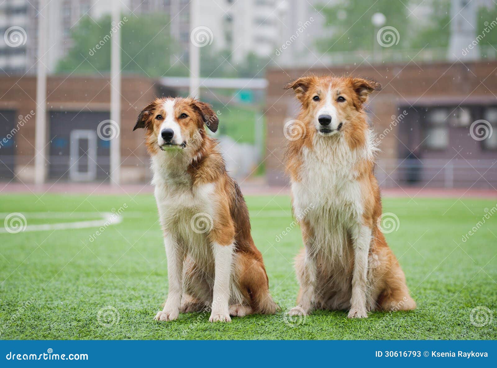 Two Sable Border Collie Dogs Stock Image - Image of brothers, fluffy ...