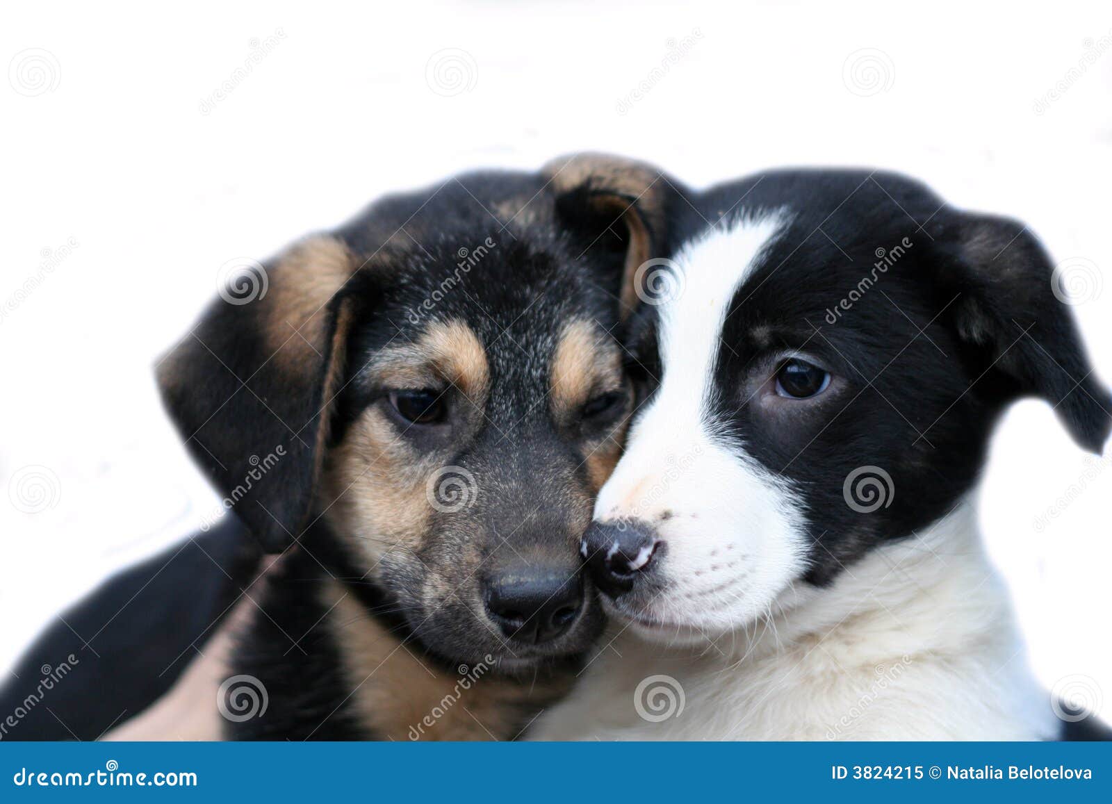 Two sad dogs stock image. Image of puppy, pets, head, family - 3824215