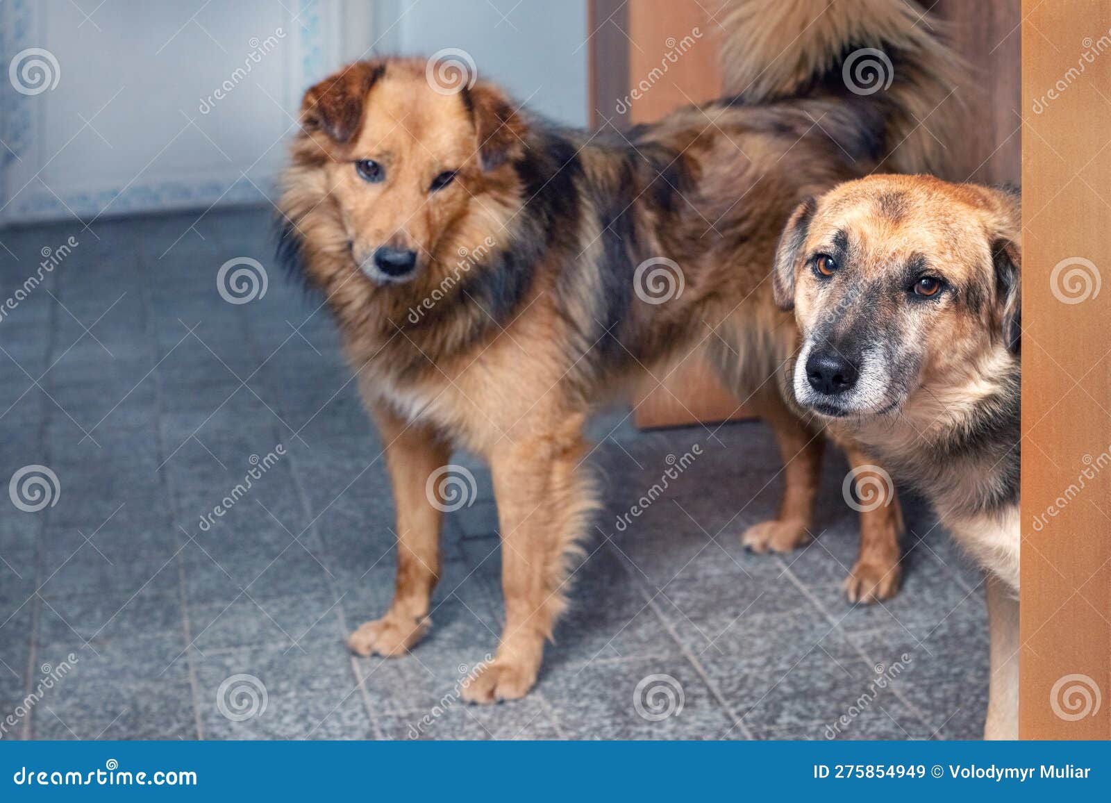 Two Sad Dogs Stand in the Hallway and Look into the Room Stock Image ...