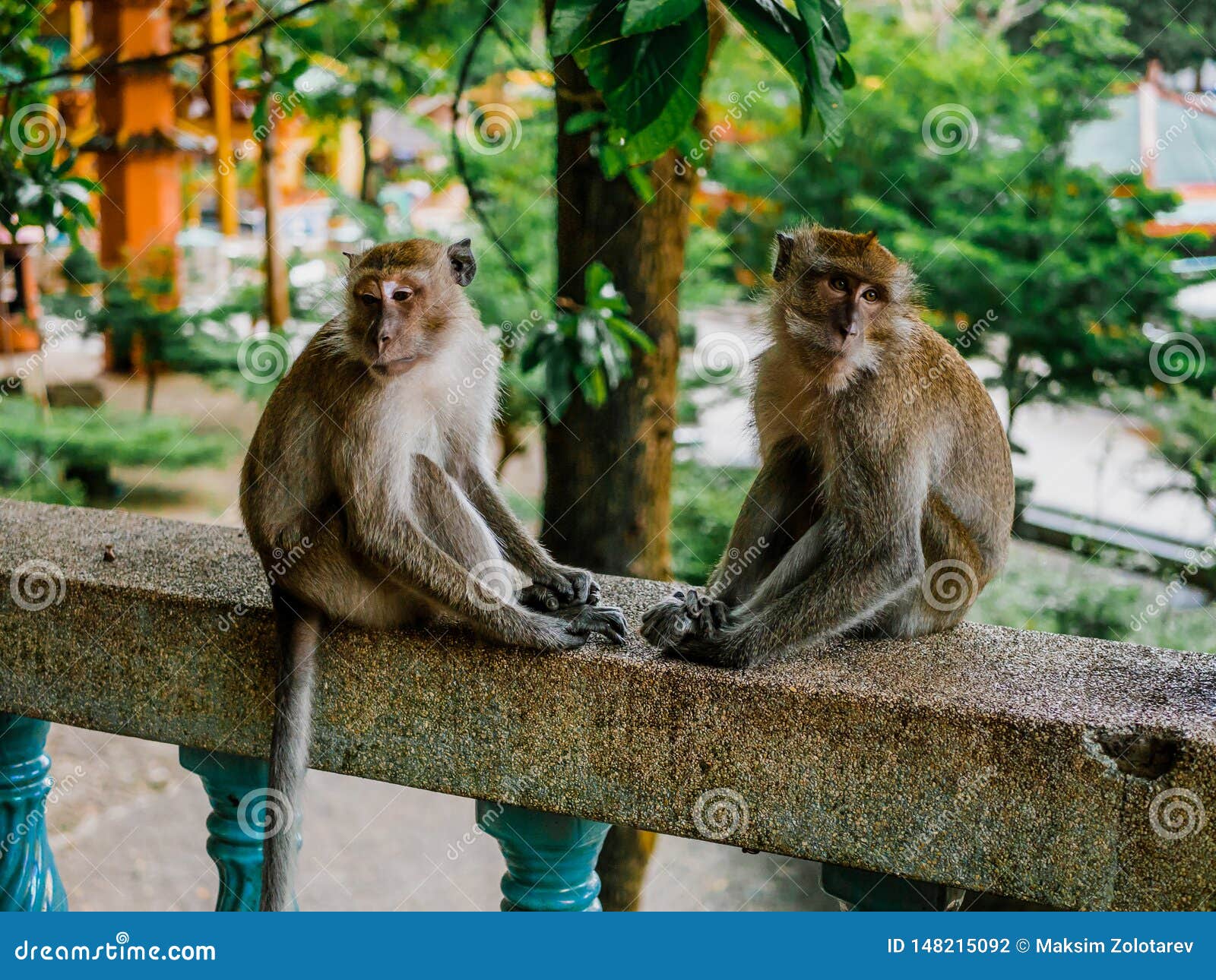 Two sad monkeys stock photo. Image of portrait, friendship - 148215092