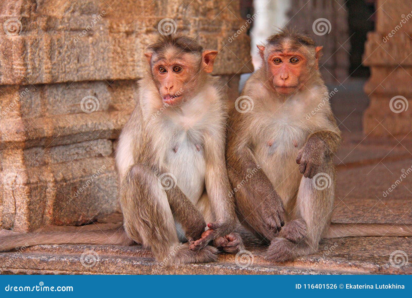 Two sad monkeys stock photo. Image of hairy, family - 116401526