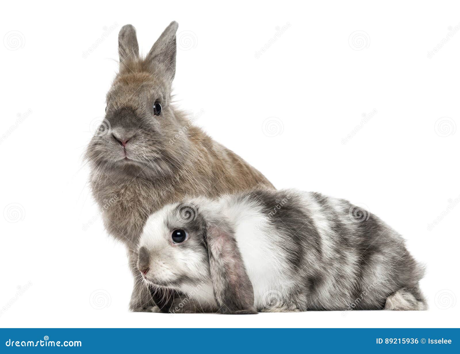 Two sad rabbits , stock photo. Image of vertebrate, pets - 89215936