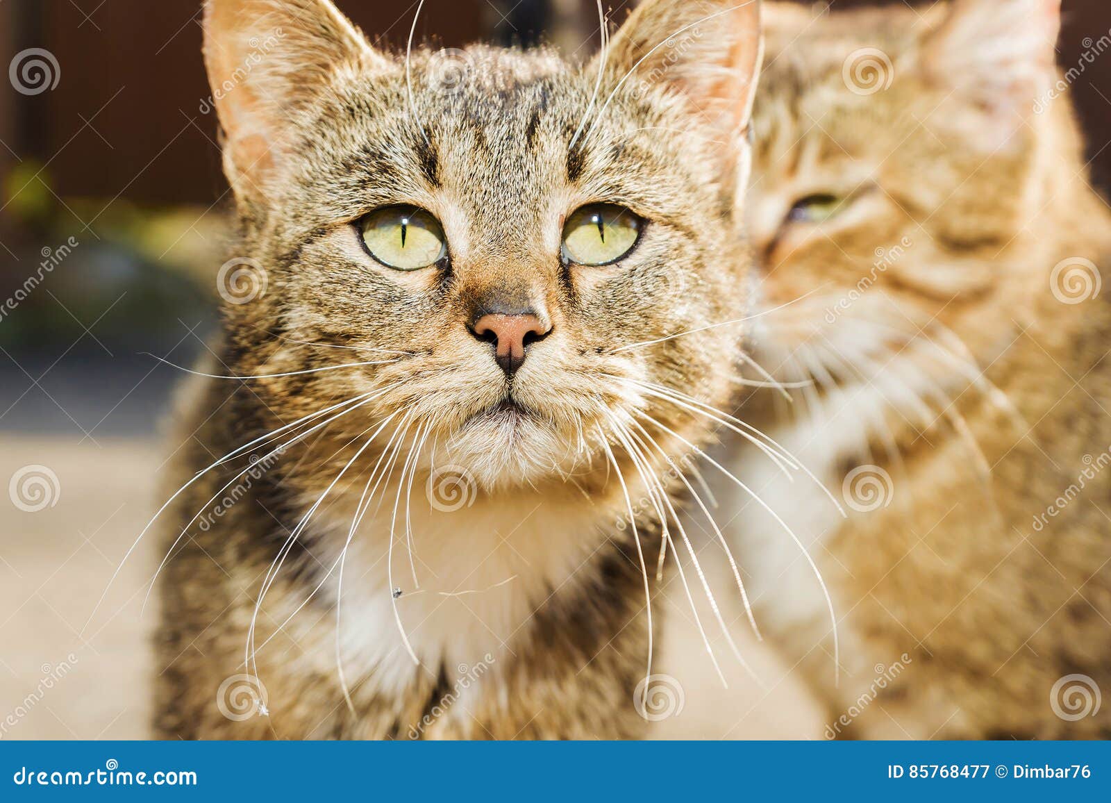 Two sad red street cats stock image. Image of playing - 85768477