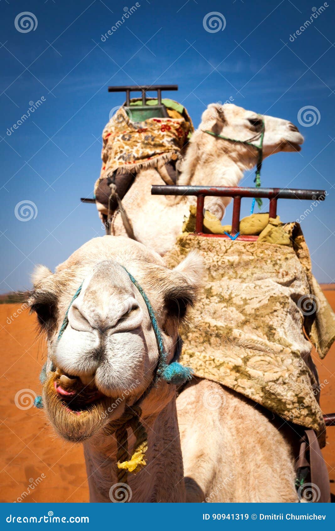 Two Saddled Camels in the Desert Stock Image - Image of head ...