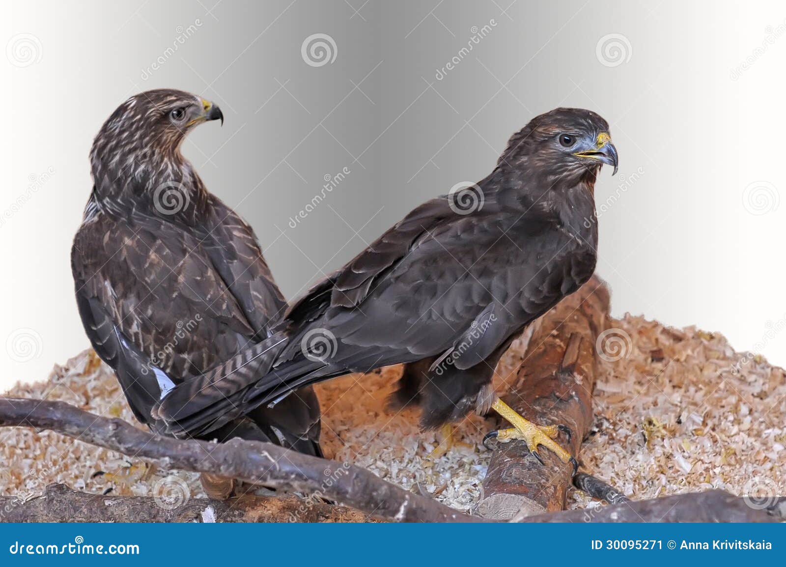 Two Saker Falcon stock image. Image of breeding, exotic - 30095271