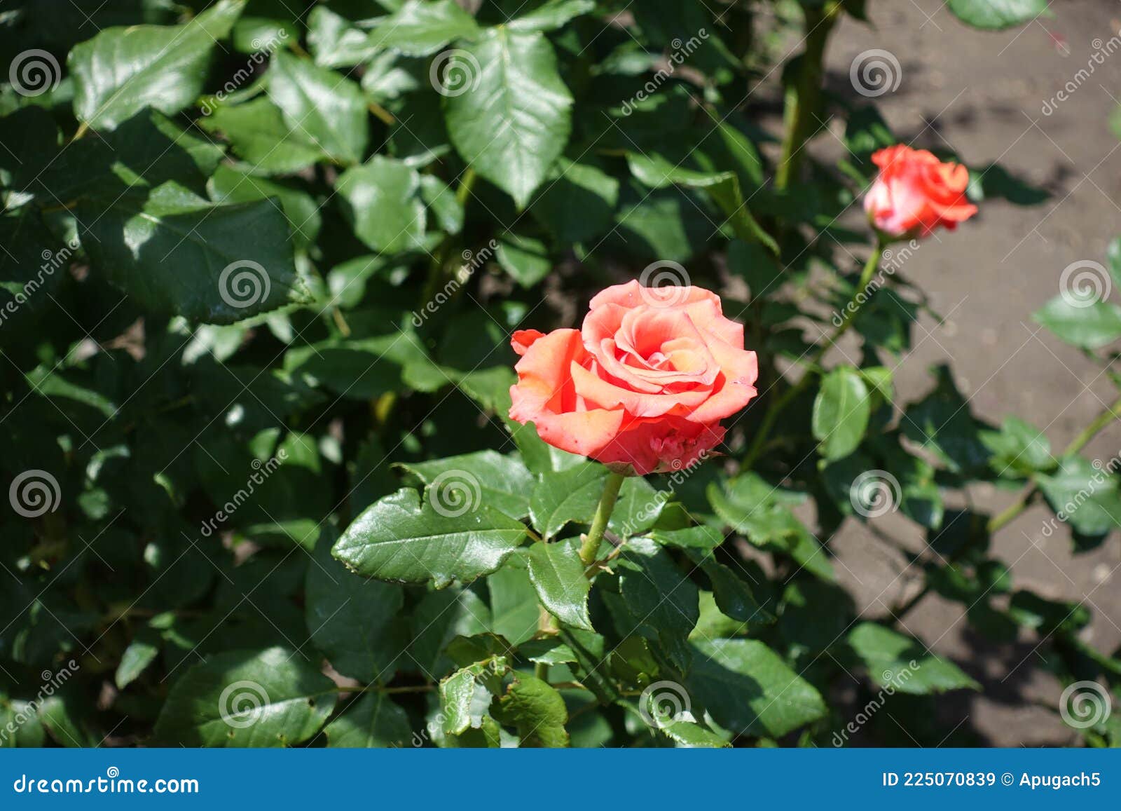 Two Salmon Pink Flowers of Roses Stock Image - Image of blossom, light ...