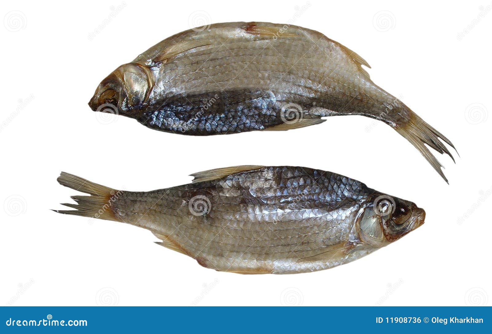 Two Salted Sea Roach Fishes Stock Photo - Image of fish, tail: 11908736