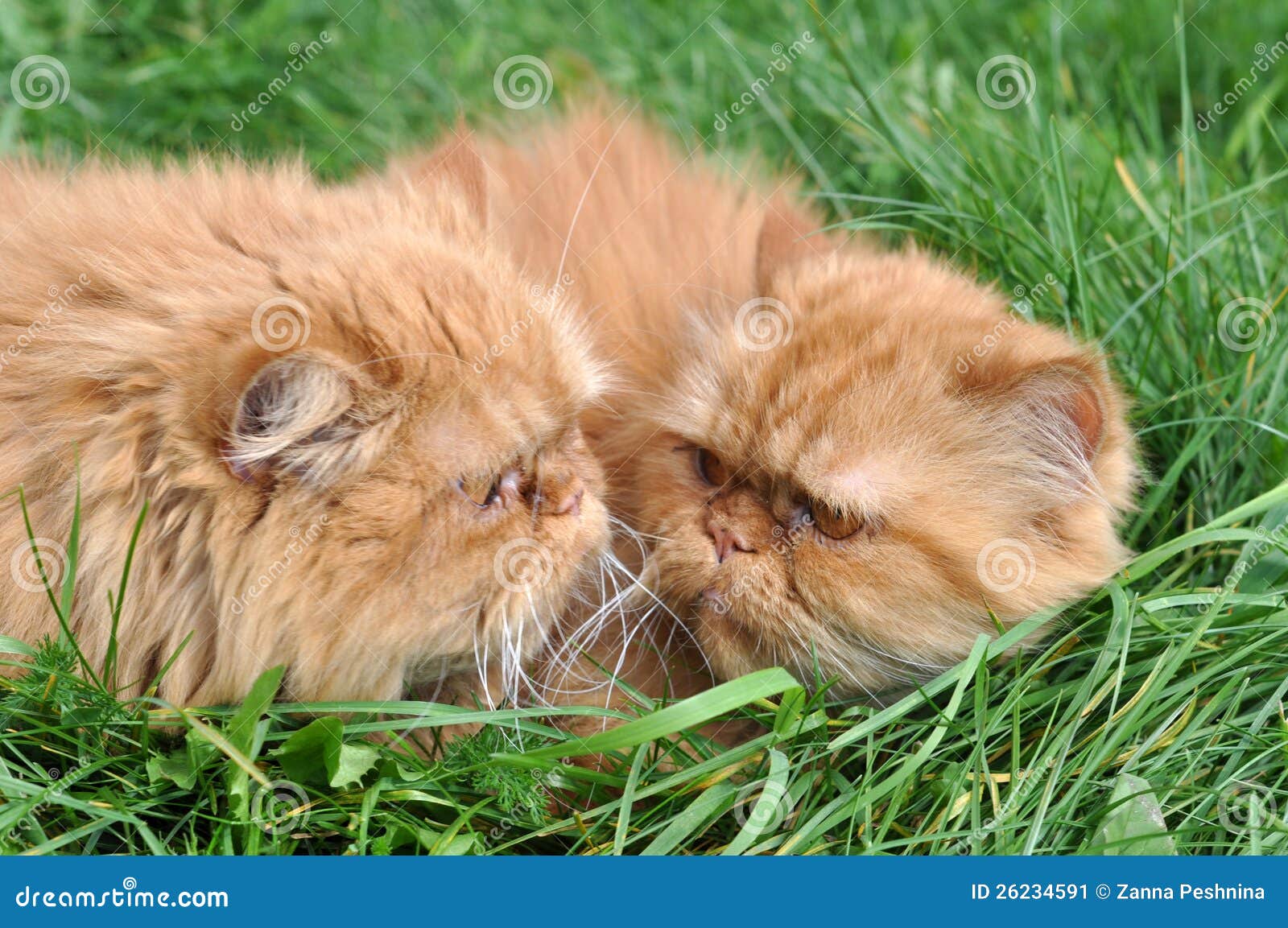 Two of the same red cat stock image. Image of pets, twins - 26234591