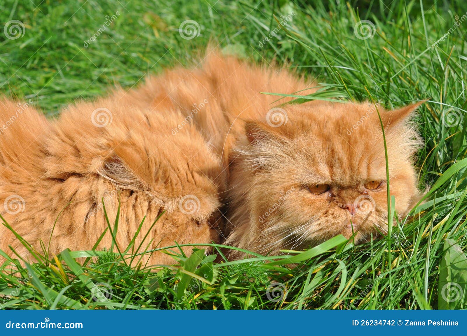 Two of the same red cat stock photo. Image of clone, fluffy - 26234742