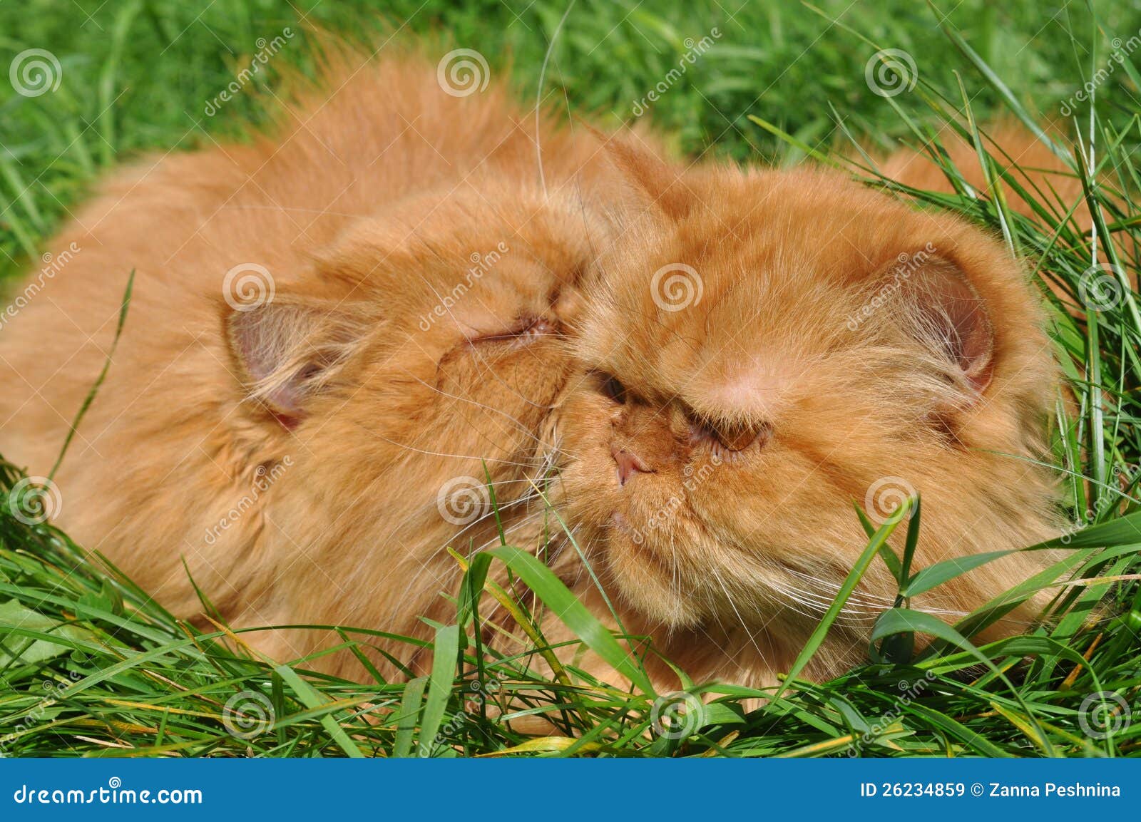 Two of the same red cat stock image. Image of green, mother - 26234859