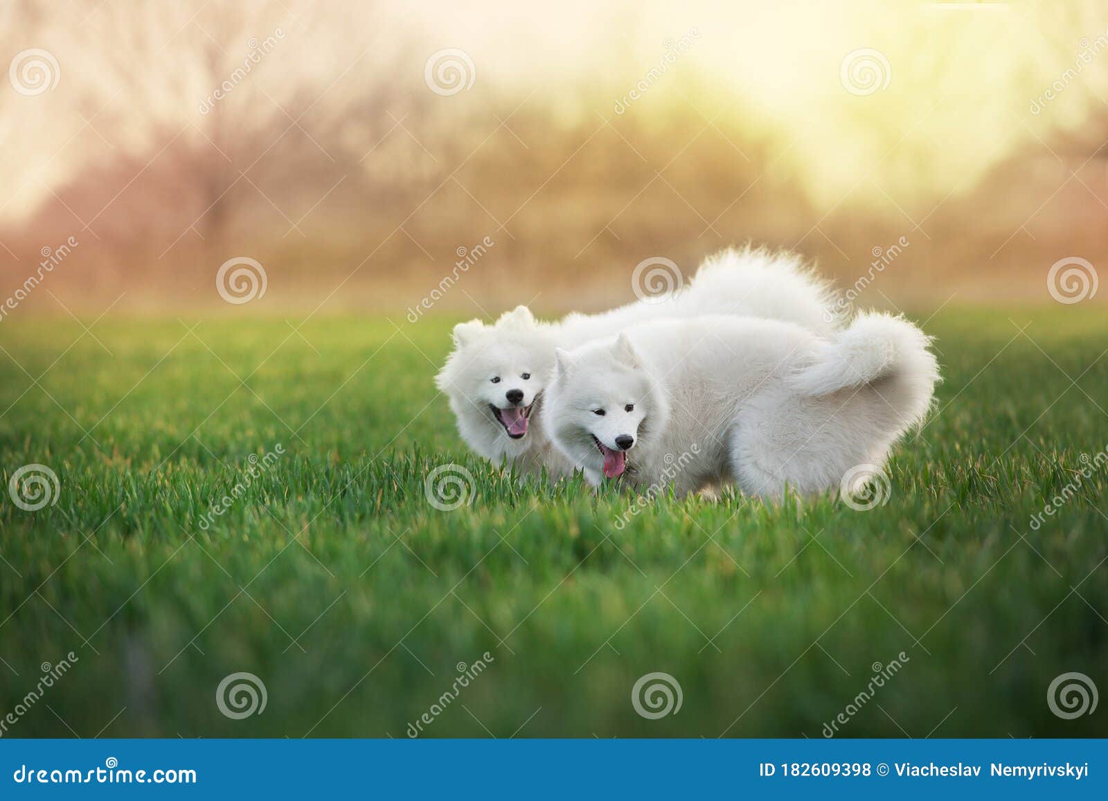 Two samoyed dog play stock photo. Image of lifestyle - 182609398