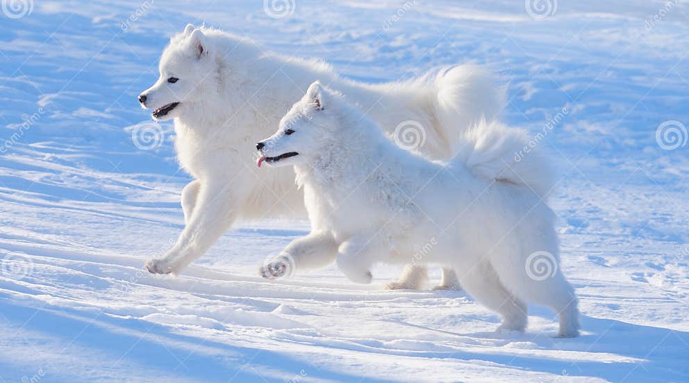 Two Samoyed dogs stock photo. Image of elegance, outdoor - 13381852