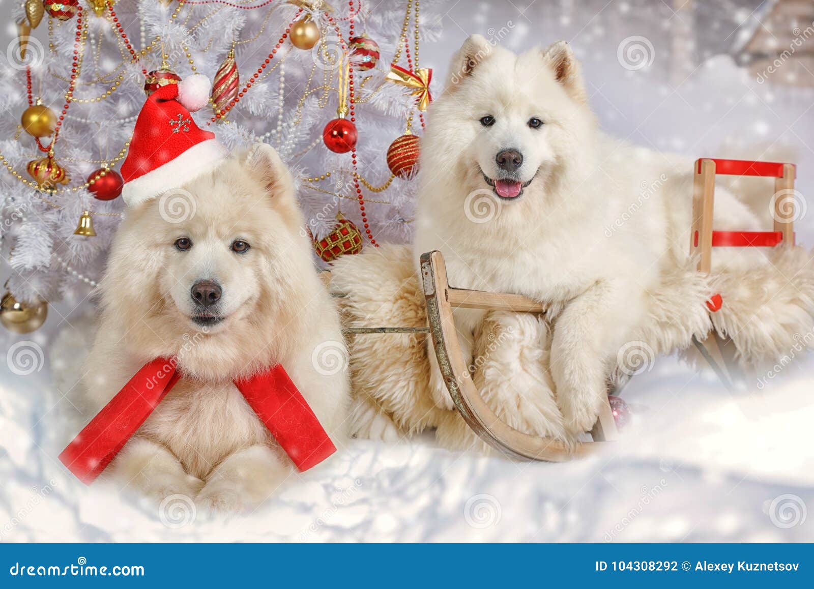Two Samoyed Dogs in Christmas Interiors Stock Photo - Image of december ...