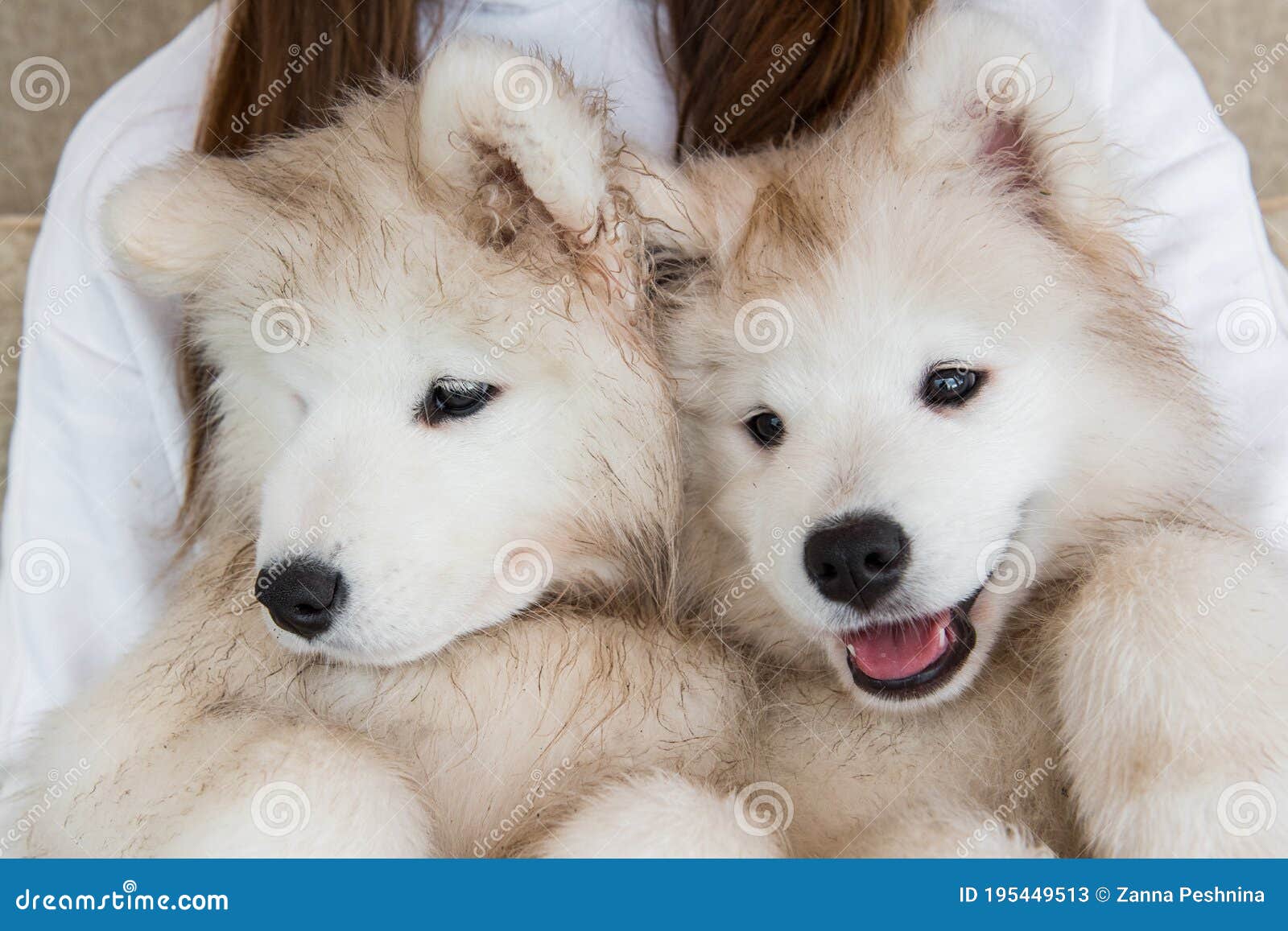 Two Samoyed Dogs on Hands of Owner Stock Image - Image of cute, dogs ...