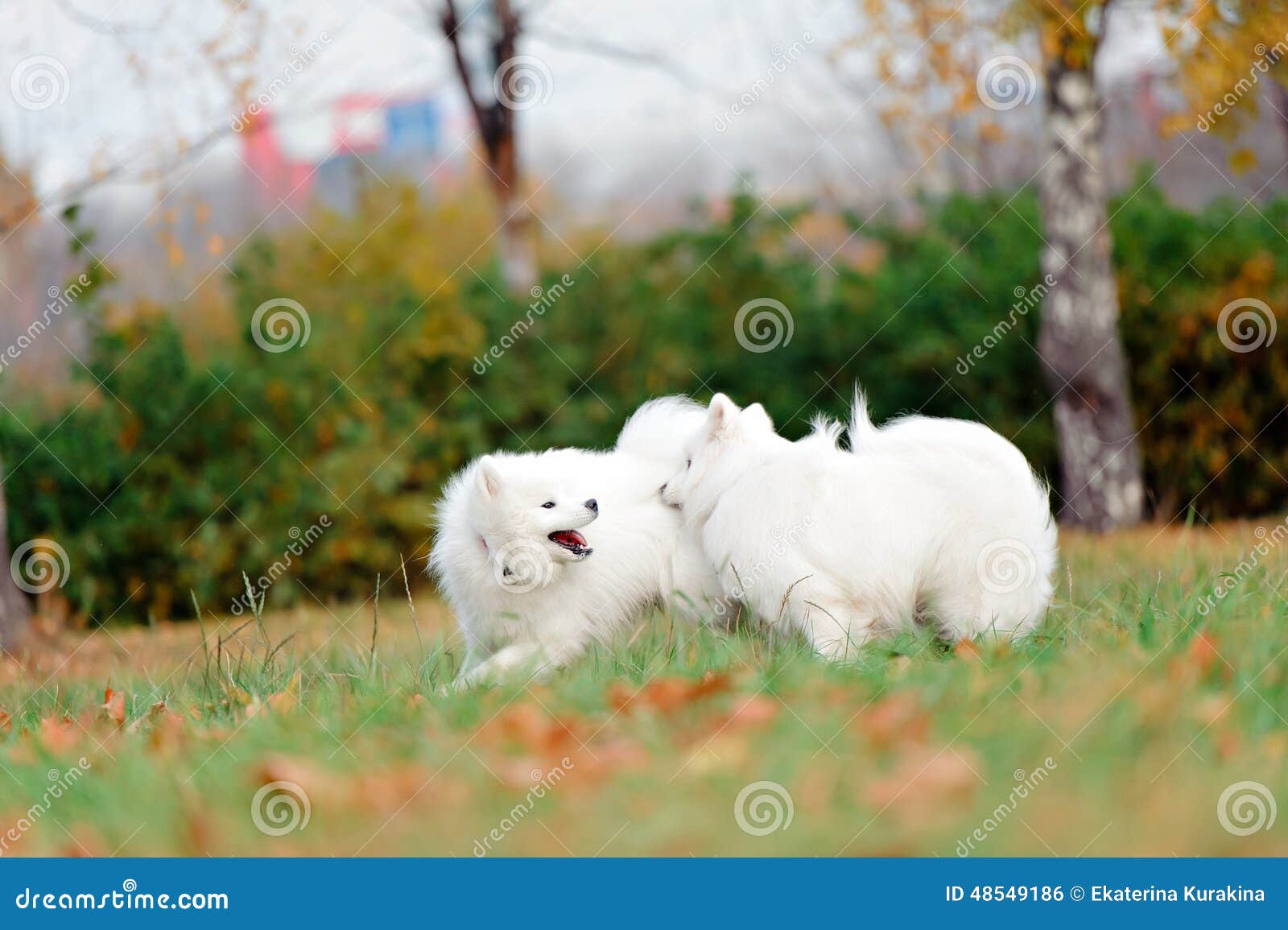 Two Samoyed stock photo. Image of samoyed, dogs, grass - 48549186