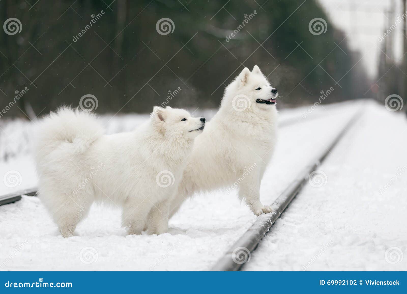 Two Samoyed husky sitting stock photo. Image of bright - 69992102