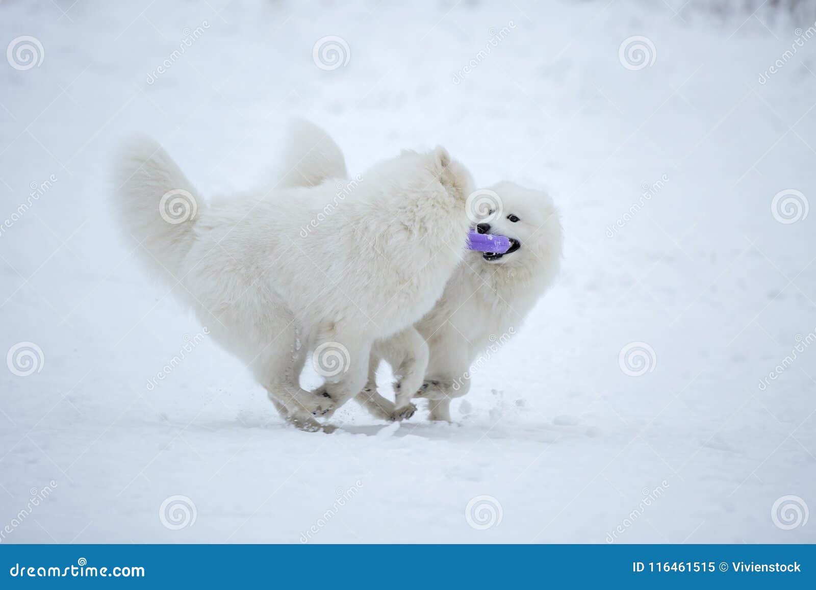 Two Samoyed playing stock image. Image of bright, active - 116461515