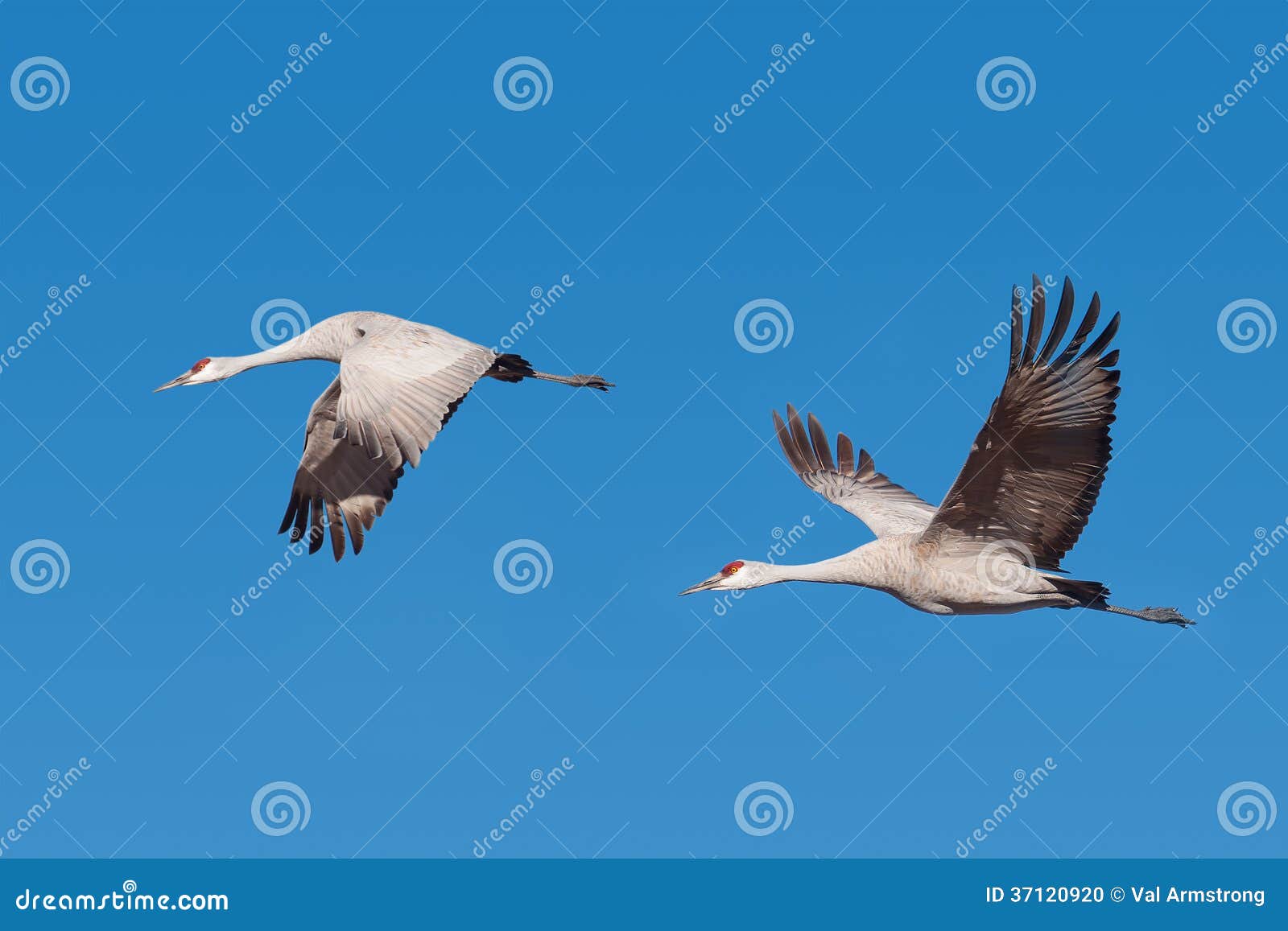 Two Sandhill Cranes in Flight Stock Photo - Image of species, animal ...