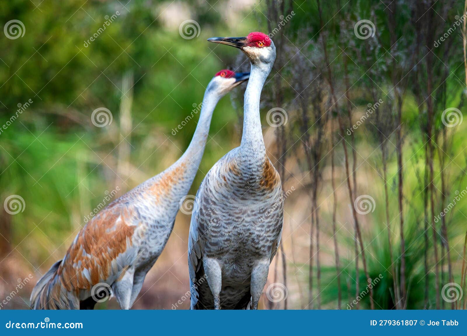 Two sandhill cranes stock image. Image of bird, nature - 279361807
