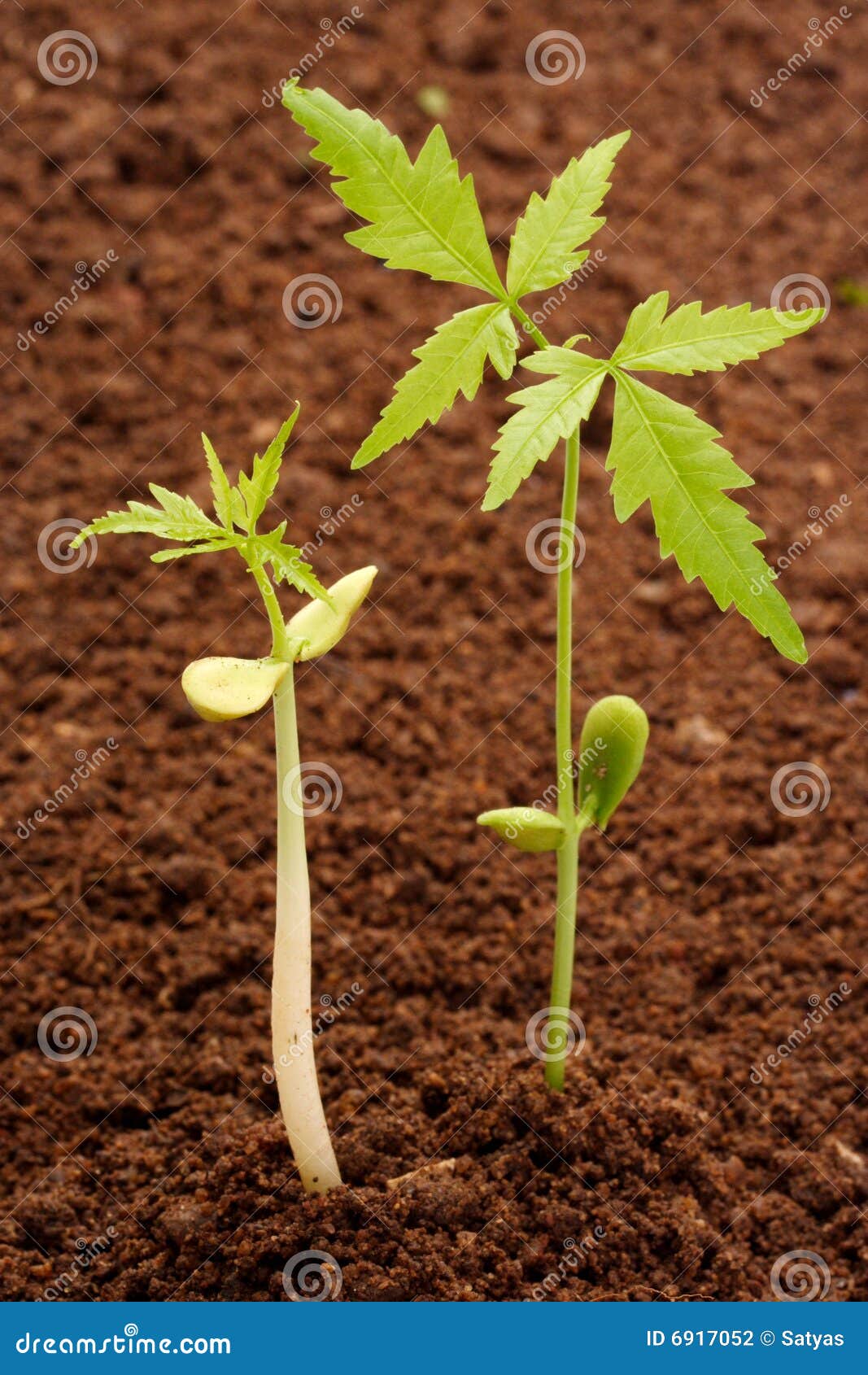 Two saplings-New life stock photo. Image of conceptual - 6917052