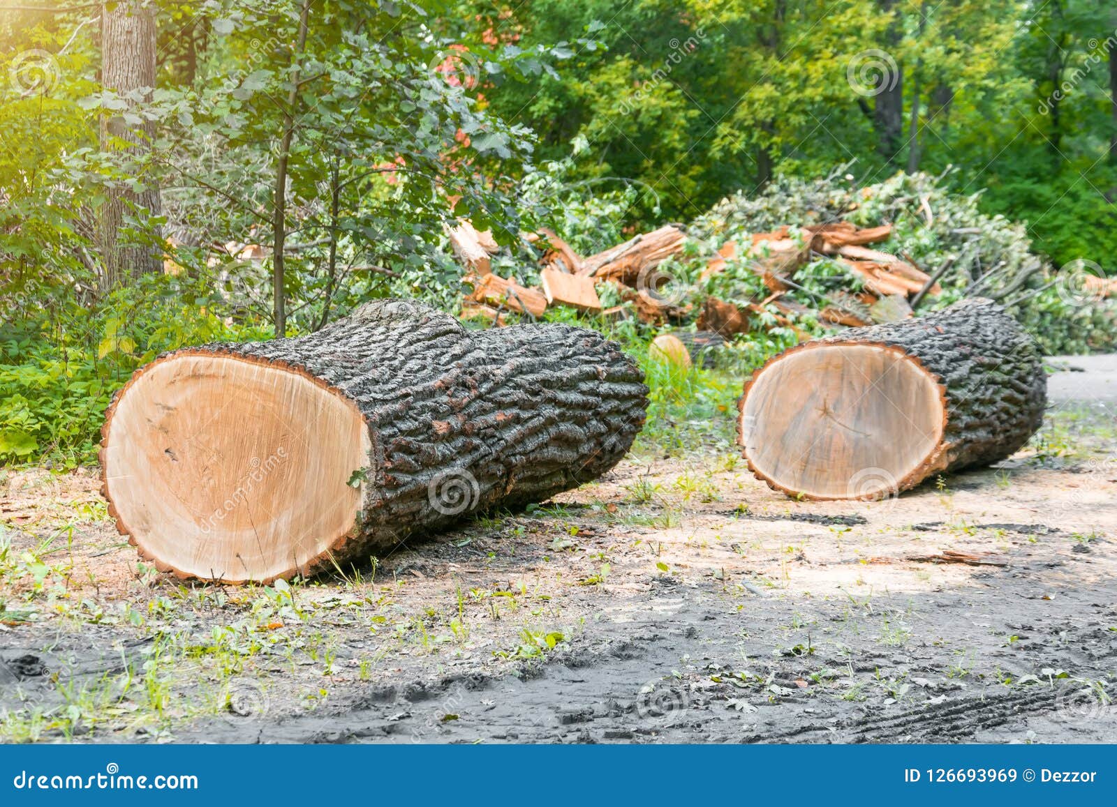 Two Sawn Trunks of Trees at the Edge of the Forest, Felling. Stock ...